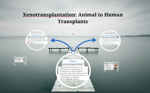 Xenotransplantation: Animal to Human Transplants by Christina Wang on Prezi