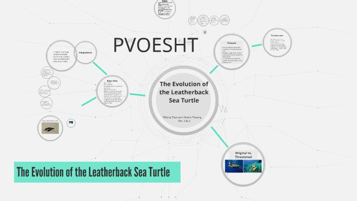 The Evolution of the Leatherback Sea Turtle by Tiffany Tran on Prezi