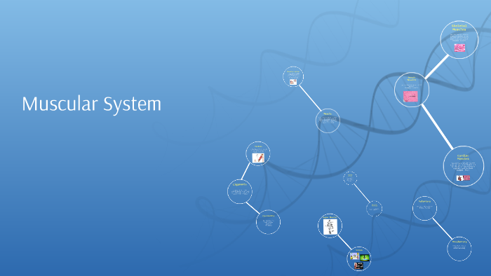 Muscular System by Harry Martindale on Prezi