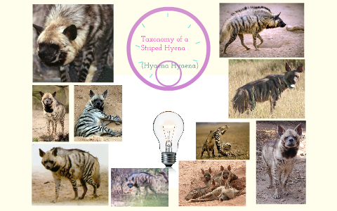 taxonomy of a striped hyena by Mary Martin on Prezi