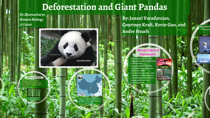 Period 2 Group 4 Pandas and deforestation by Kevin Guo on Prezi