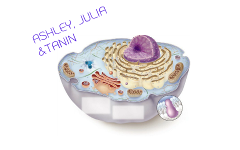 Rough Endoplasmic Reticulum AJT by Ashley Balaban on Prezi