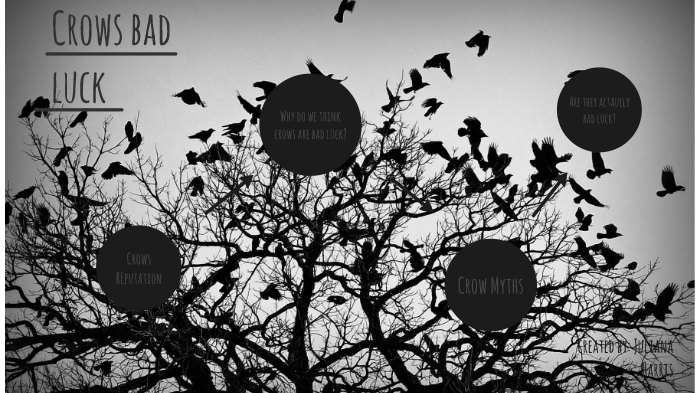 Crows Bad Luck by Juliana Harris on Prezi