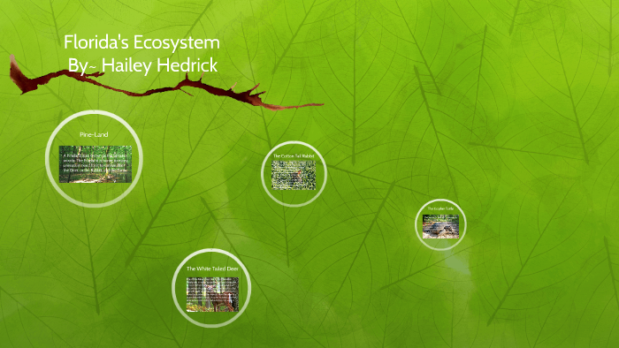 Pine-land Animals and their habitat by Hailey Hedrick on Prezi