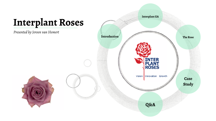 Interplant roses by Jeroen van Hemert on Prezi