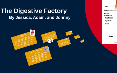 The Digestive Factory by J S on Prezi