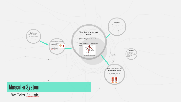 Muscular System by Tyler Schmid on Prezi