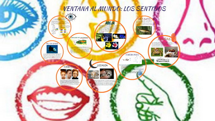 Ventana al mundo: Los sentidos by Alba Martos on Prezi