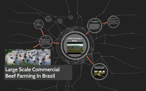 Large Scale Commercial Beef Farming In Brazil by gabriel sandosham on Prezi