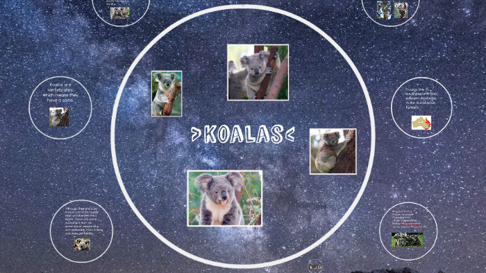 >Koalas