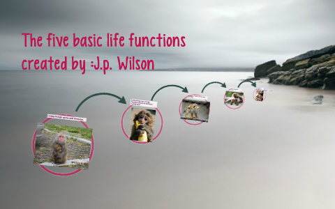 The five basic life functions by REBECCA BAGGETT on Prezi