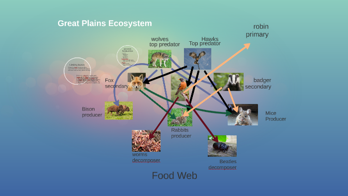 Great Plains Ecosystem by Grace Stewart on Prezi
