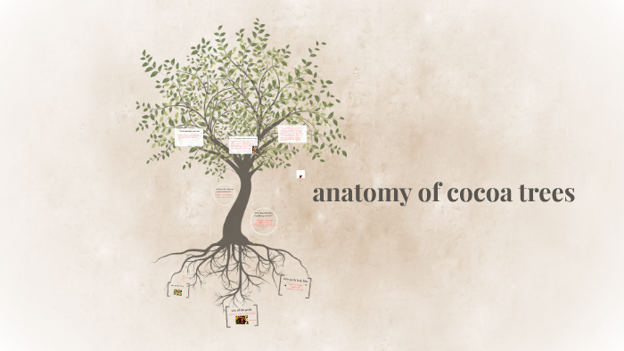 anatomy of cocoa trees by yanilou chouinard on Prezi
