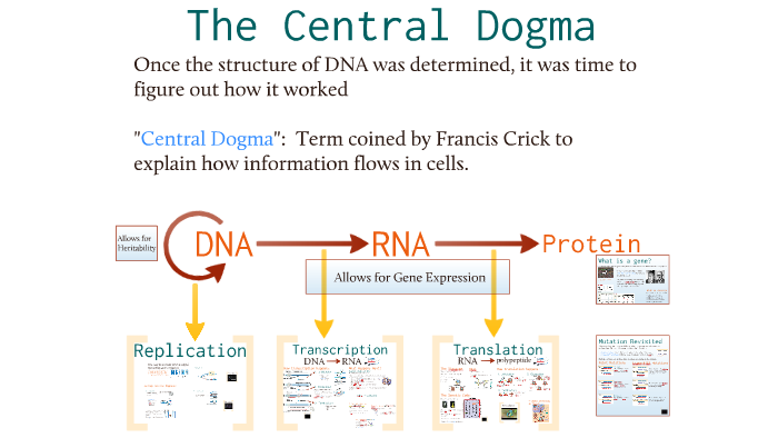 Central Dogma for Pre-AP Biology by Ruth Zumwalt on Prezi