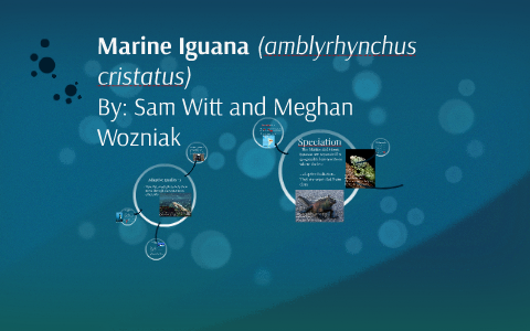 Marine Iguana by on Prezi