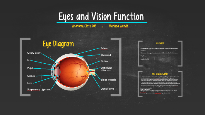 Eyes and Vision Function by Marissa Wendt on Prezi