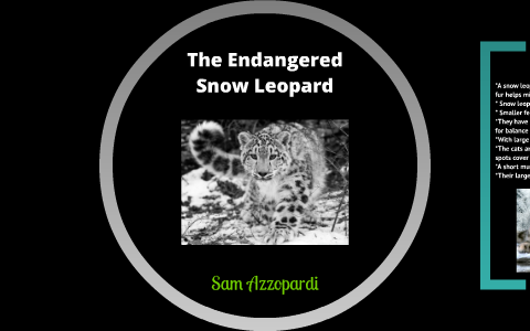 snow leopards: sam azzopardi by Sam Azzopardi on Prezi