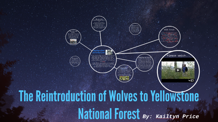 The Reintroduction of Wolves to Yellowstone National Forest by Kaitlyn ...