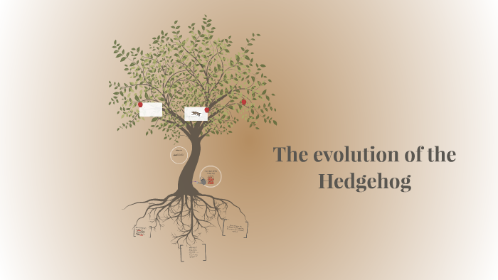 The evolution of the Hedgehog by Kalynne Asche on Prezi