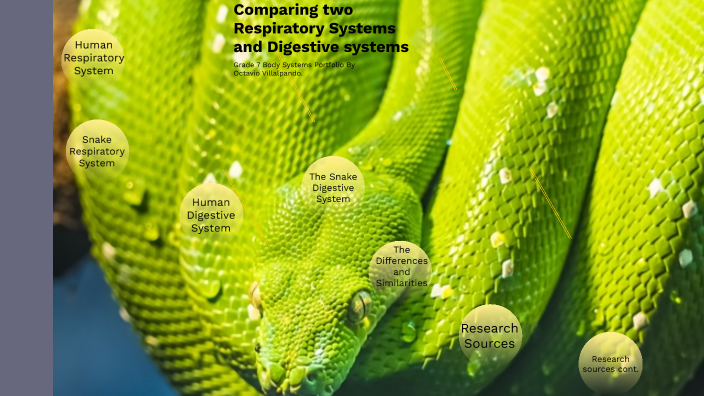 The comparison of the Digestive system And The Respiratory system of ...