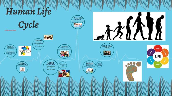 Human Life Cycle by Amber Young on Prezi