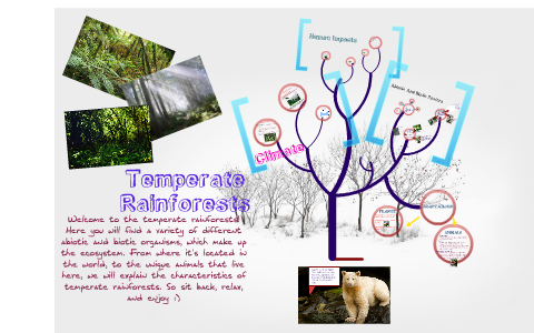 Biomes: Temperate Rainforest by Kara Yuen on Prezi