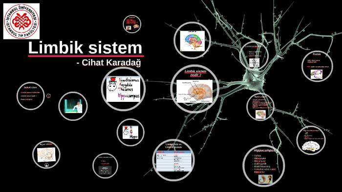 Limbik sistem by Cihat Karadag on Prezi