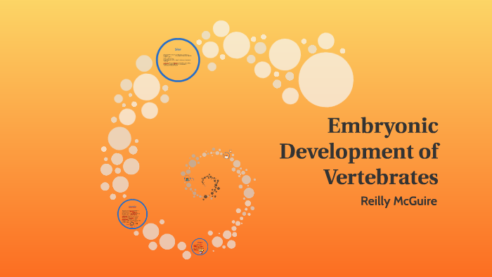 Embryonic Development of Vertebrates by Reilly McGuire