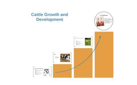 Cattle Growth and Development by Kelly Thomas on Prezi