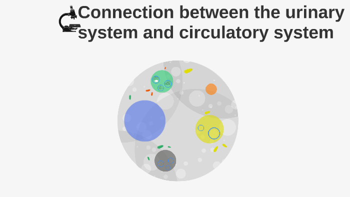 Connection between the urinary system and circulatory system by Joel ...