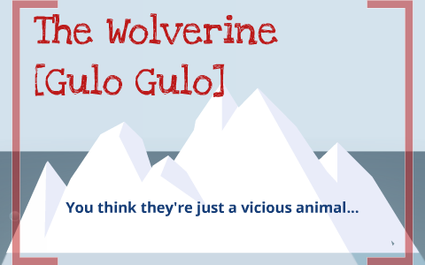 Endangered Species of Washington State--Wolverine by Tracy Mach on Prezi