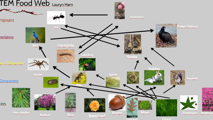 STEM Food Web by Lauren Ari on Prezi