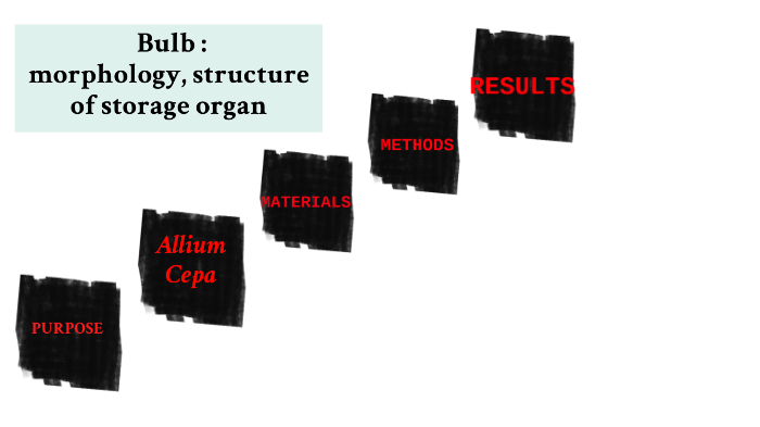 Bulb: morphology, structure of storage organ by shubham tandon on Prezi
