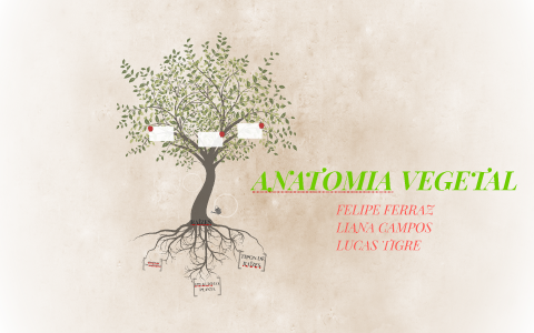 ANATOMIA VEGETAL by Felipe Ferraz on Prezi