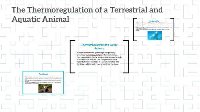 The Thermoregulation of a Terrestrial and Aquatic Animal by Xena Shi on ...