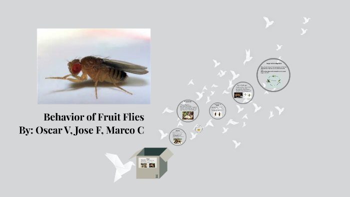 Behavior of Fruit Flies by Oscar Vasquez on Prezi