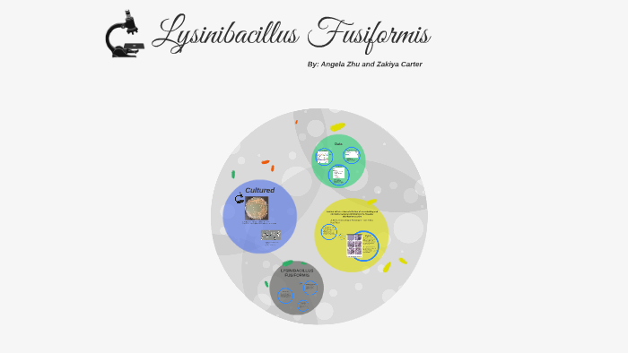 Lysinibacillus Fusiformis by Zakiya Carter on Prezi