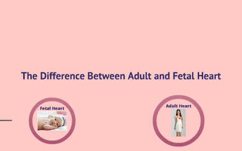 Fetal vs. Adult Heart by Sabine Valbrun on Prezi