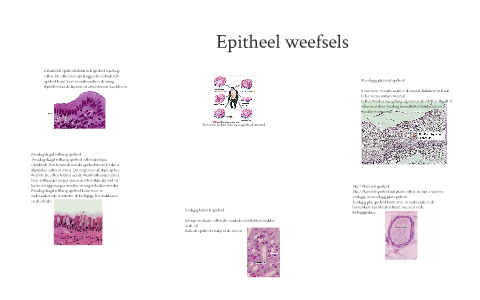 Epitheelweefsel Anti Cytokeratine 17 CE/IVD Voor IHC Gynaecologische