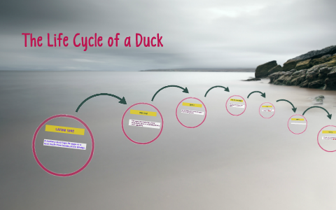 The life cycle of a duck by Jacqueline Fonseca on Prezi
