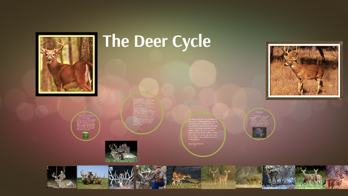 Life Cycle of White Tailed Deer by clayton more on Prezi