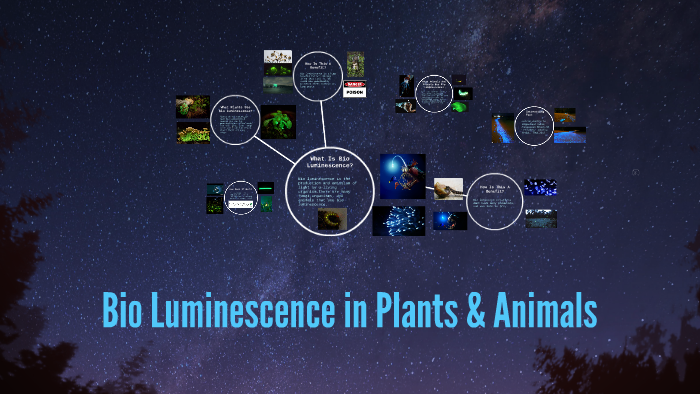 Bio Luminescence in Plants & Animals by m w on Prezi