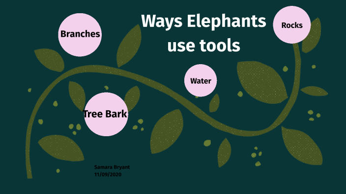 Elephants using tools by Samara Bryant on Prezi
