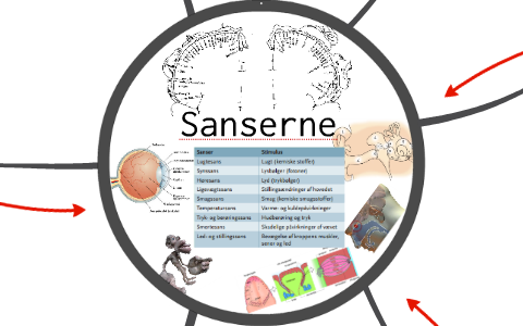 Sanserne og nervesystemet by Lars Raun on Prezi
