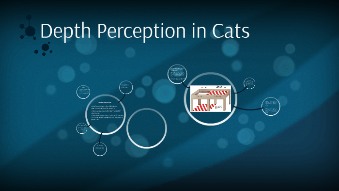 Depth Perception in Cats by Hunter Bucka on Prezi