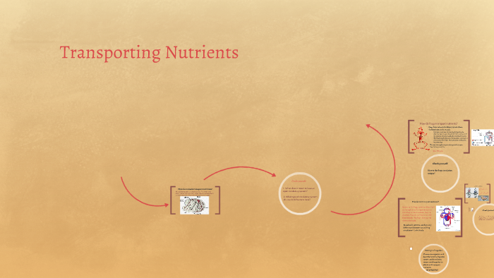 Transporting Nutrients by Bio Prezis SPSCepiel on Prezi