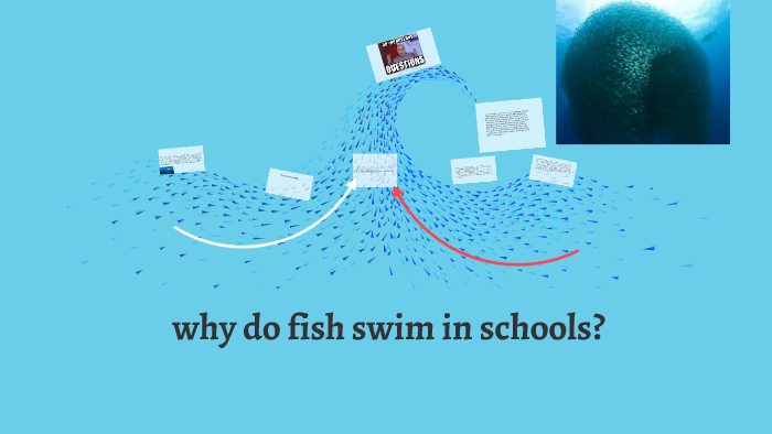 why do fish swim in schools? by Andrew Stroud on Prezi
