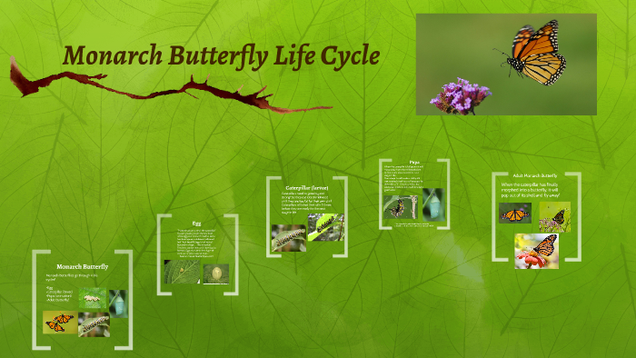 Monarch Butterfly Life Cycle by Brittni Peters on Prezi
