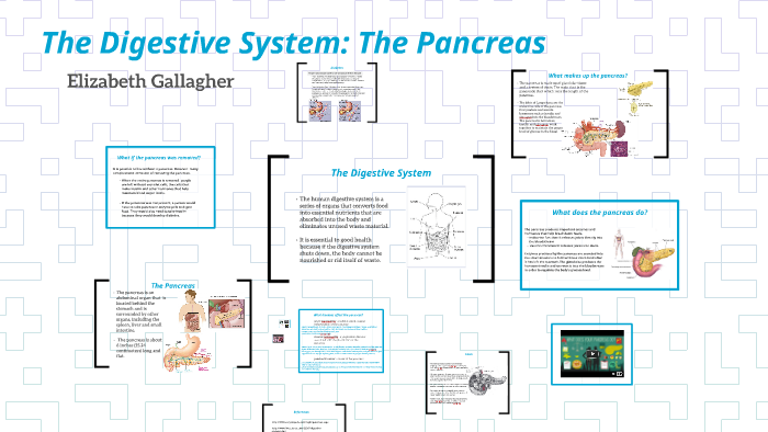 The Digestive System: The Pancreas by Elizabeth Gallagher on Prezi