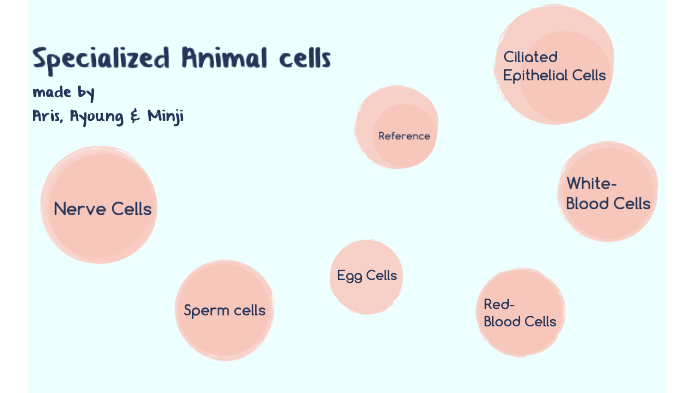 Specialized Animal Cells Presentation by Aris Setiadi on Prezi